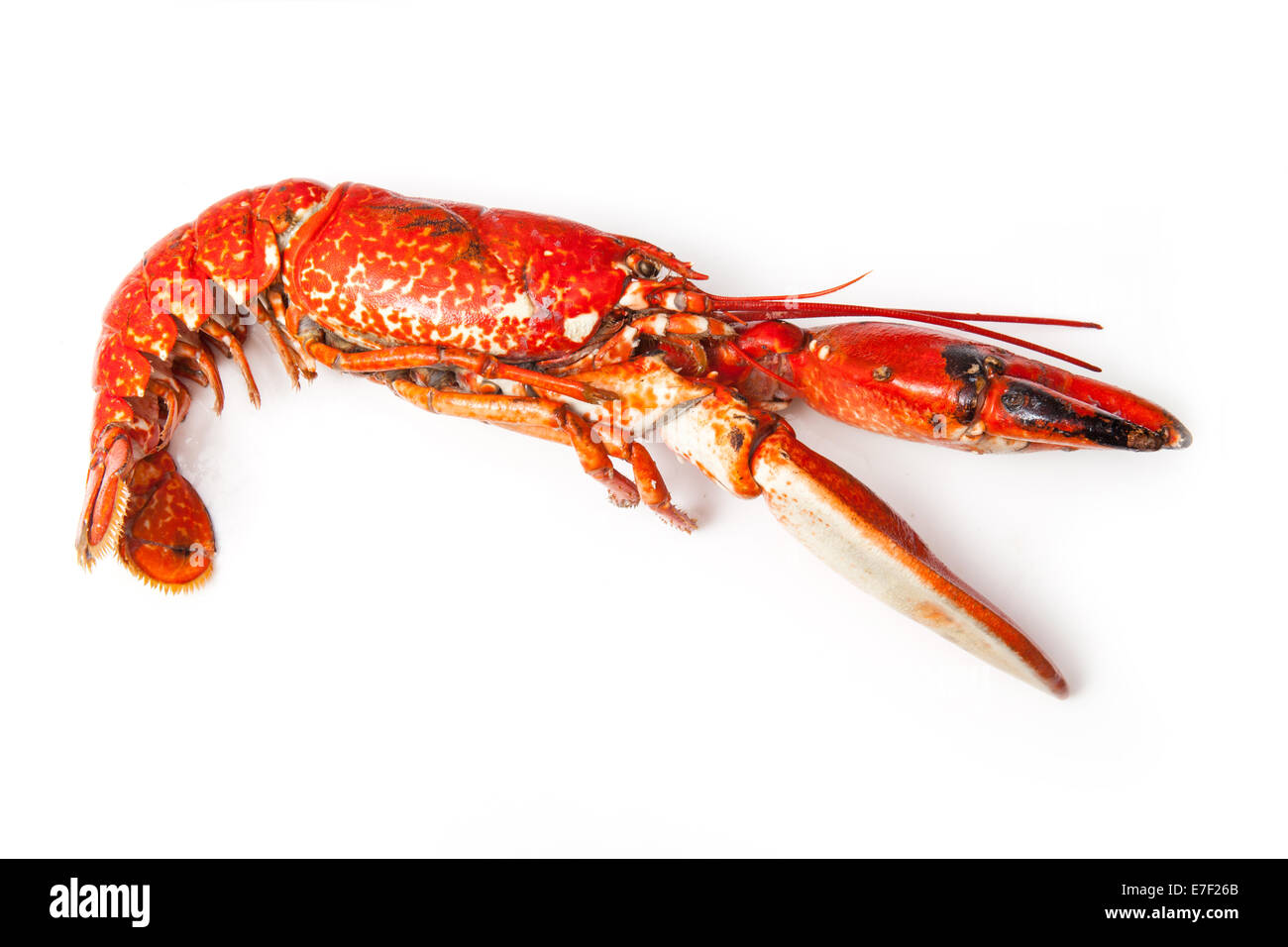 Cooked European common lobster isolated on a white studio background ...