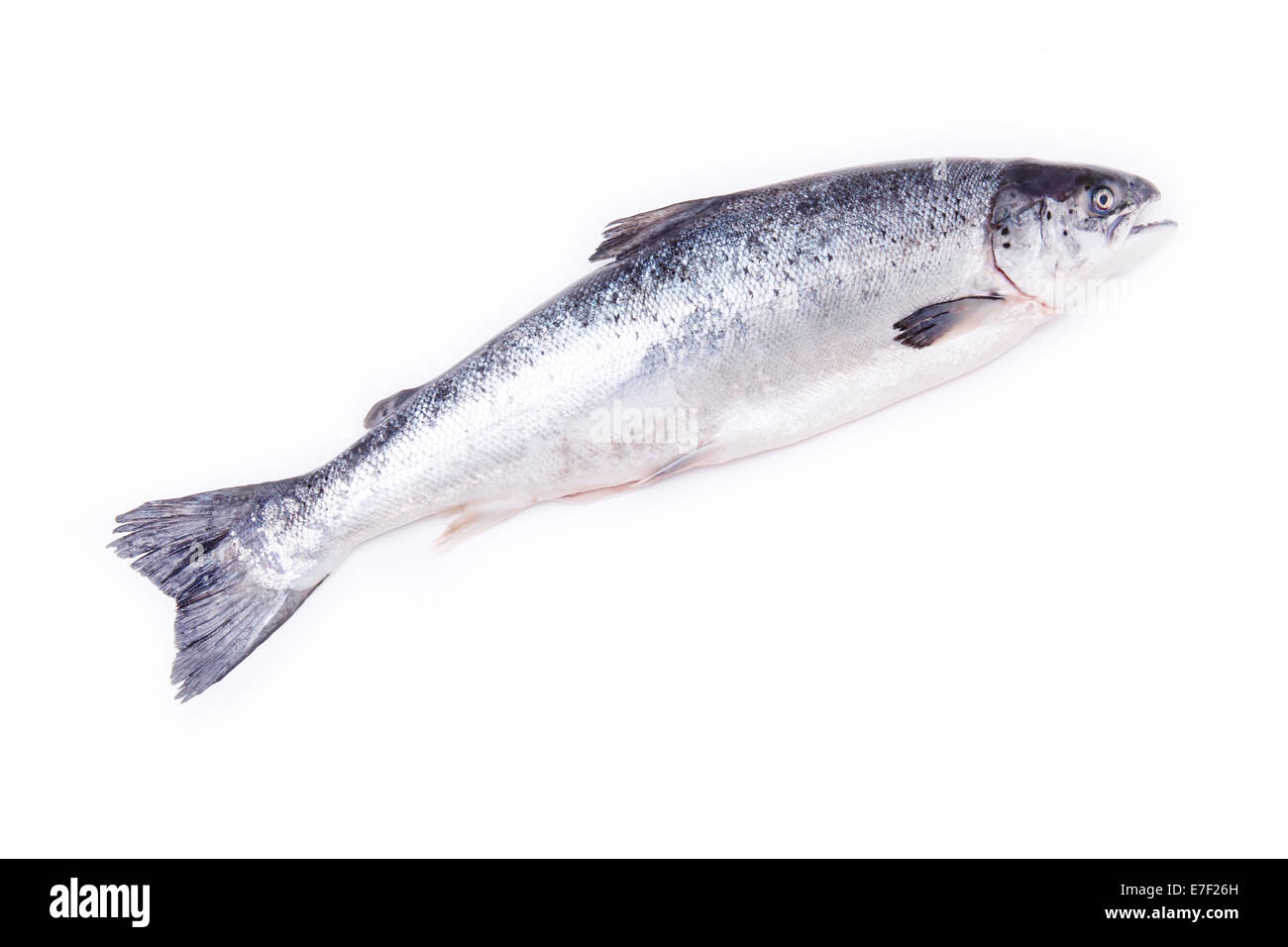 Scottish Atlantic Salmon (Salmo solar) whole fish, isolated on a white ...