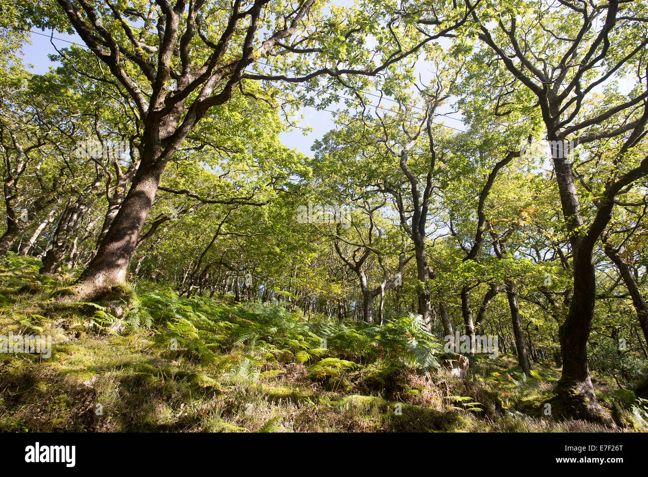 Very old trees hi-res stock photography and images - Alamy