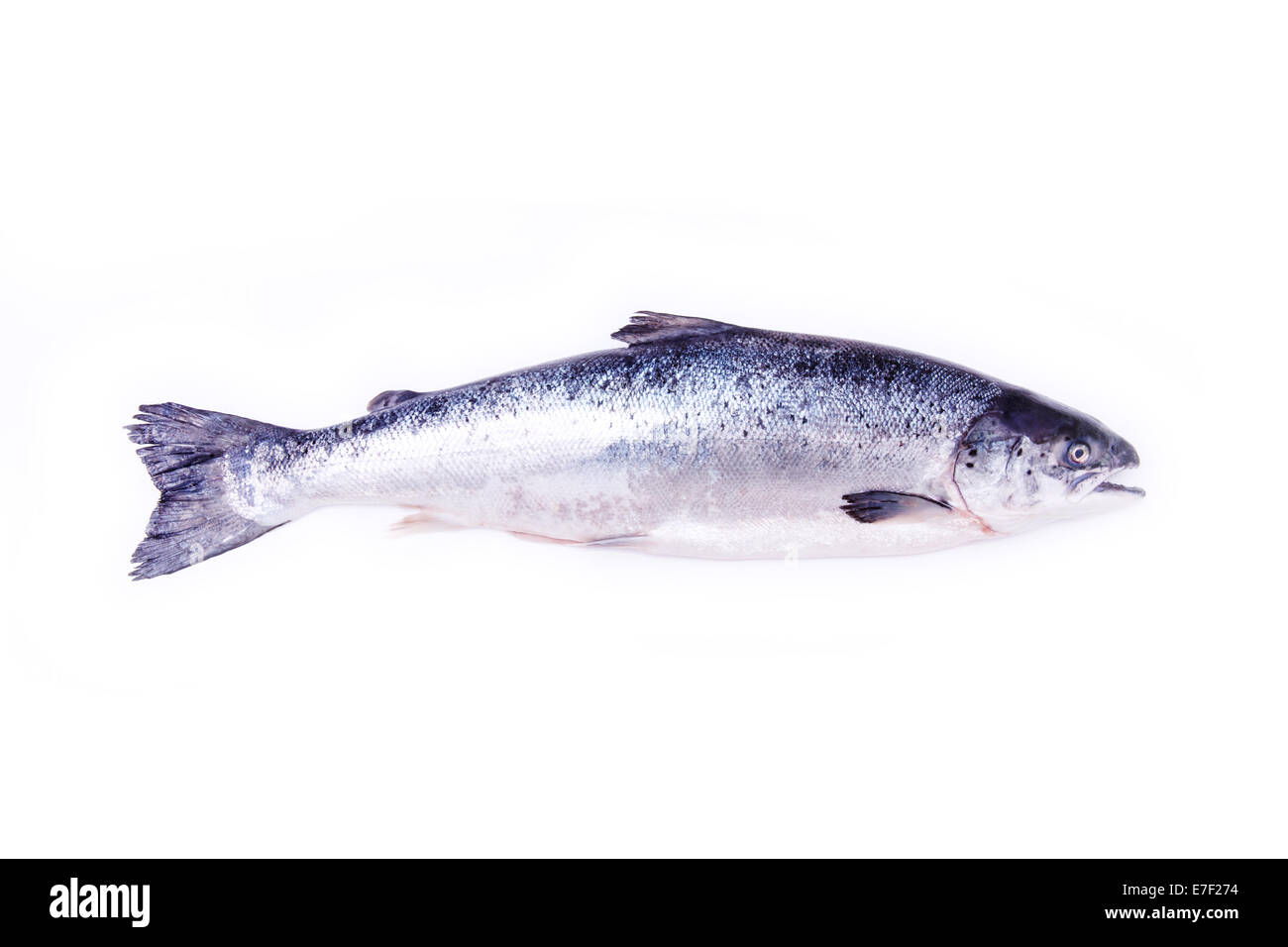 Scottish Atlantic Salmon (Salmo solar) whole fish, isolated on a white ...