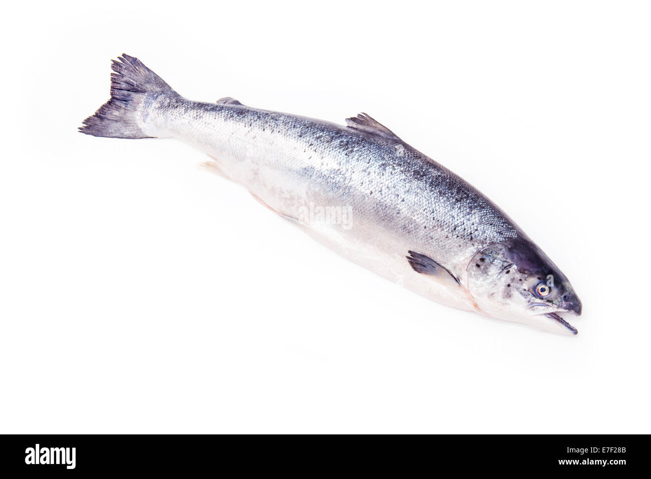 Scottish Atlantic Salmon (Salmo solar) whole fish, isolated on a white ...