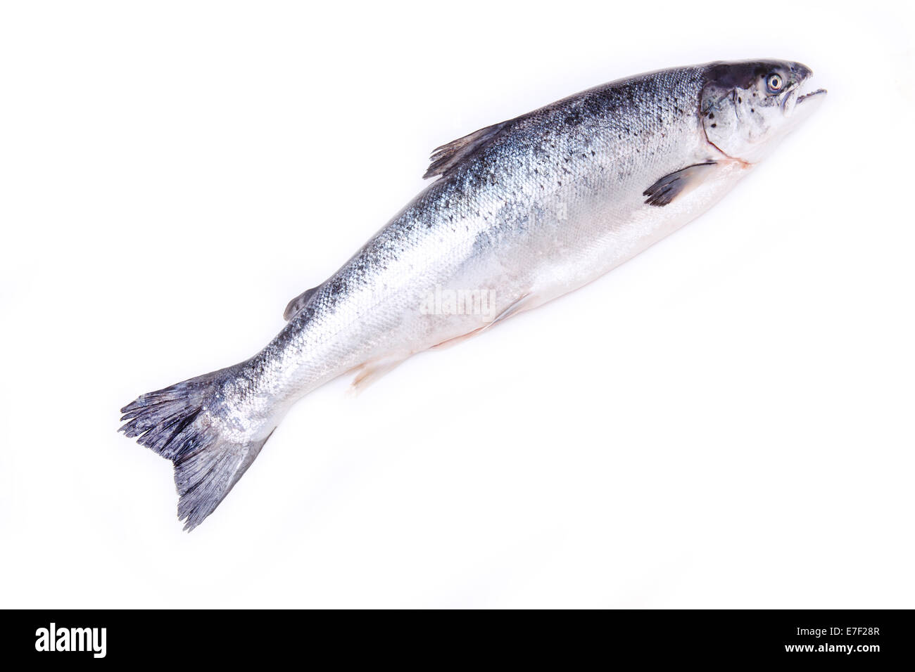 Scottish Atlantic Salmon (Salmo solar) whole fish, isolated on a white ...