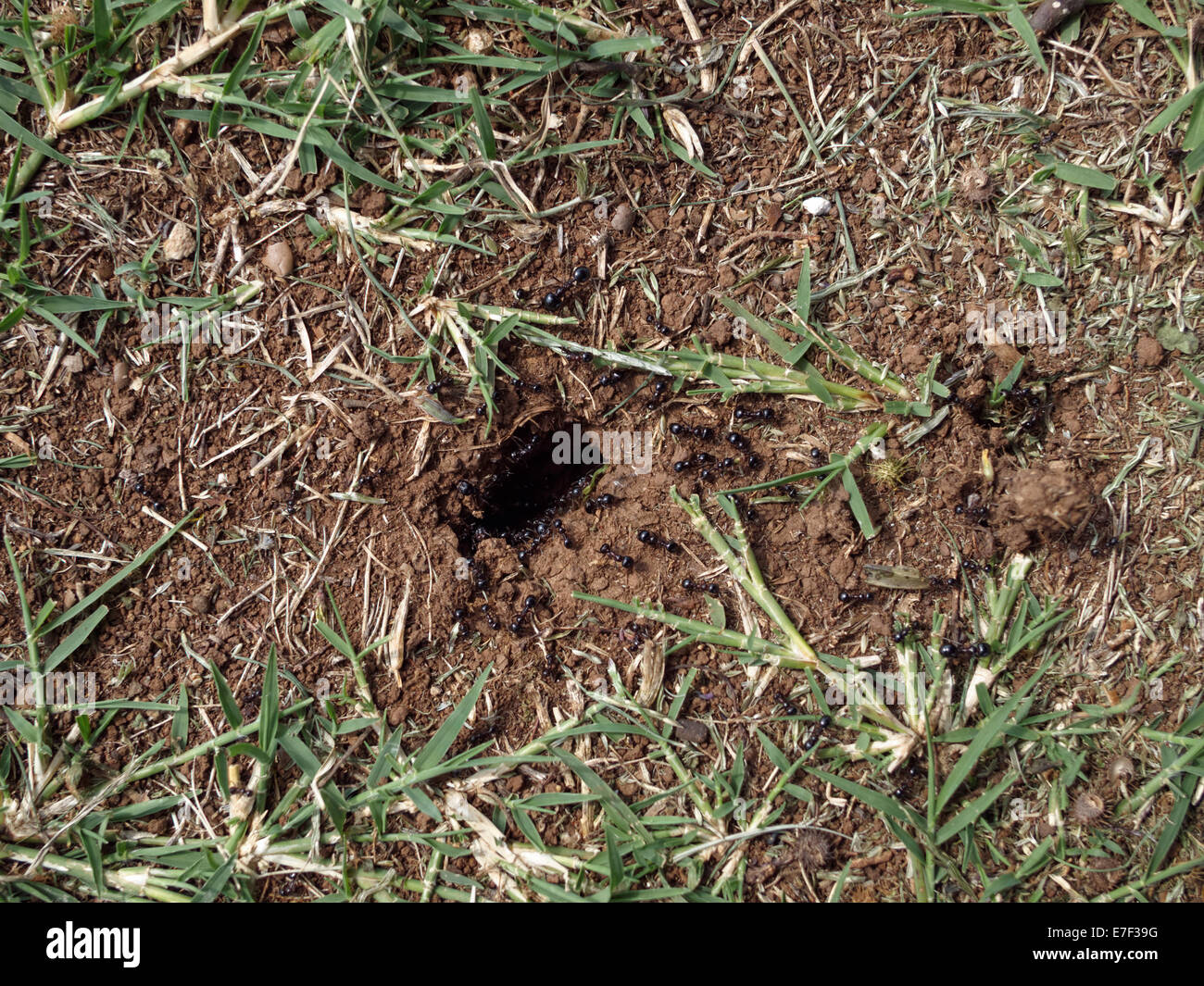 An entrance to an ant colony in the grass Stock Photo - Alamy