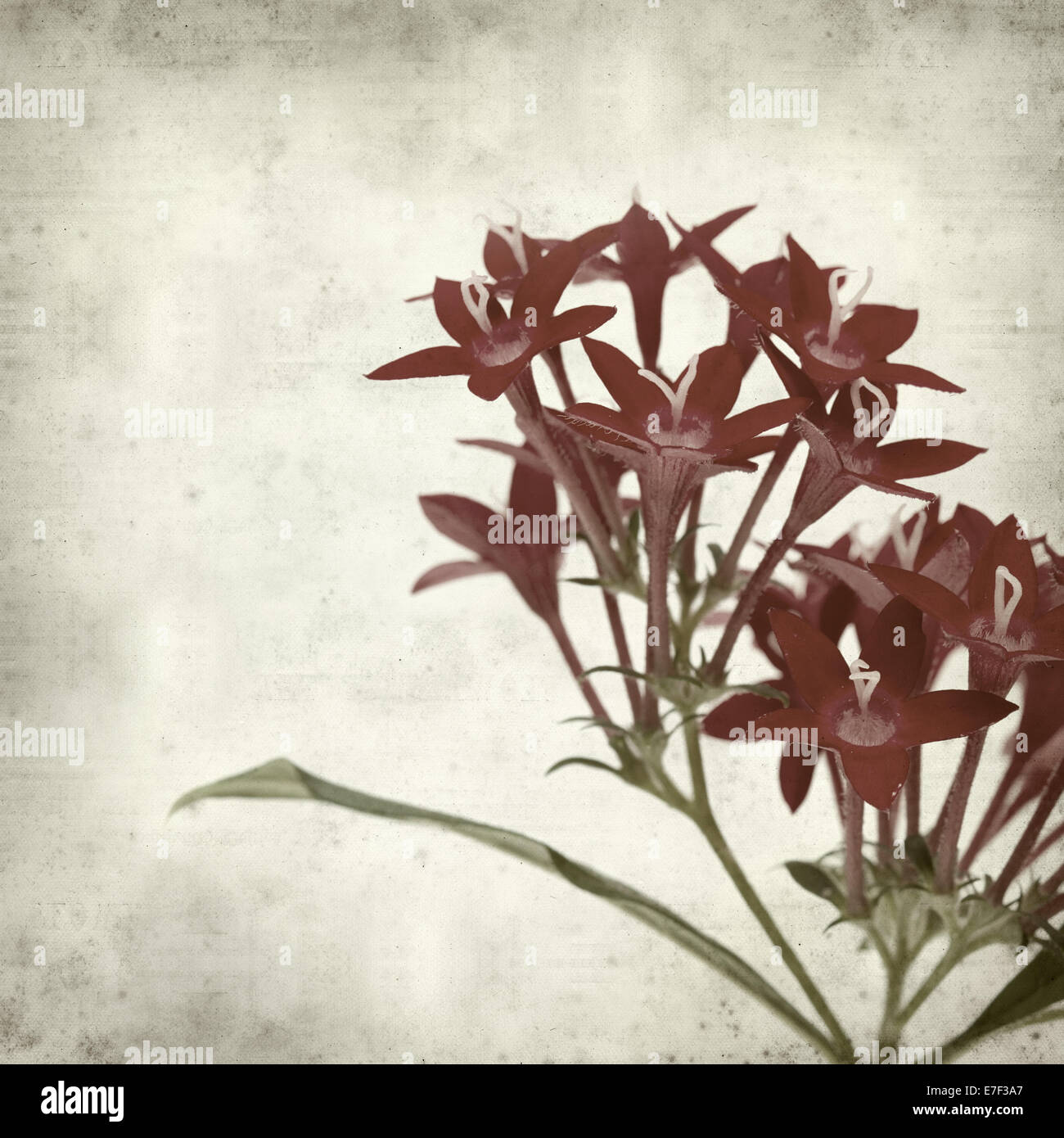 textured old paper background with pentas flowers Stock Photo - Alamy