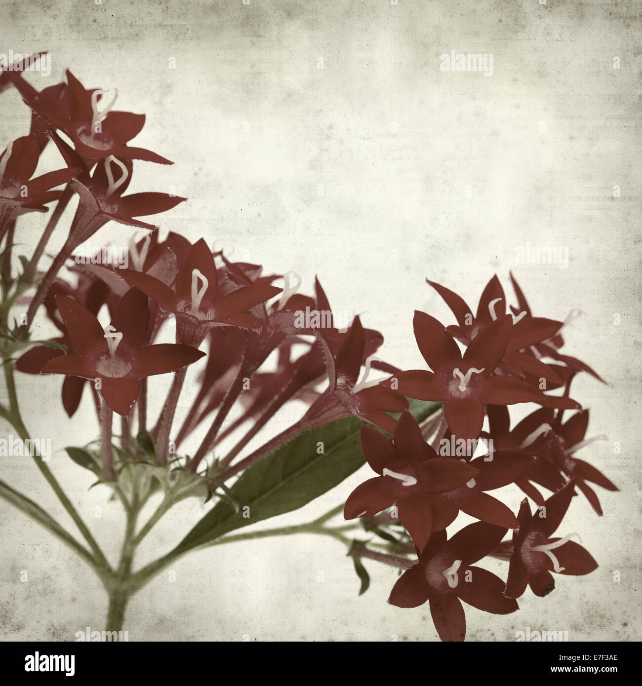 textured old paper background with pentas flowers Stock Photo - Alamy