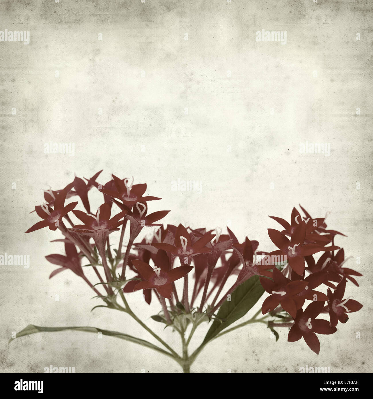 textured old paper background with pentas flowers Stock Photo - Alamy