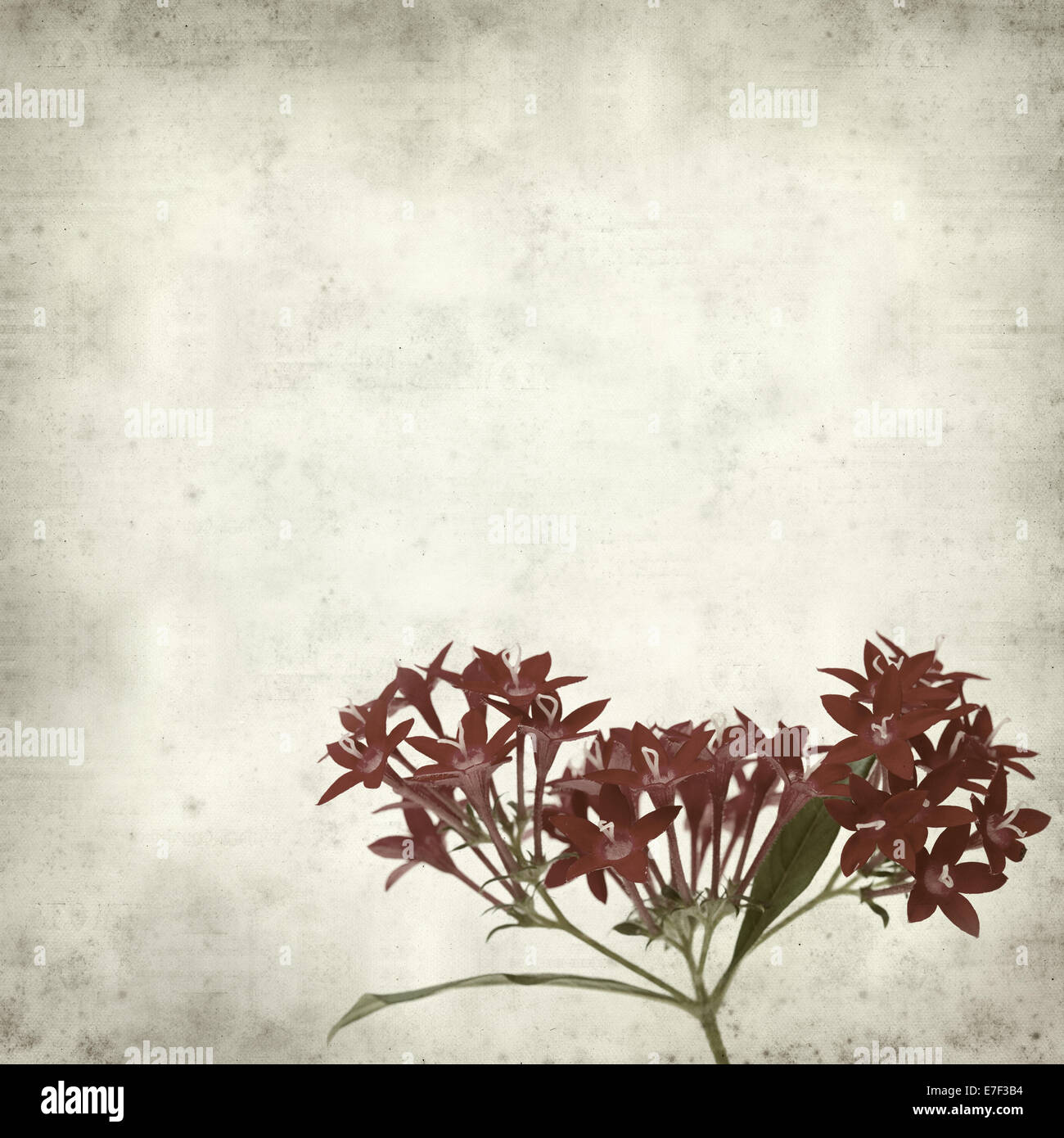 textured old paper background with pentas flowers Stock Photo - Alamy