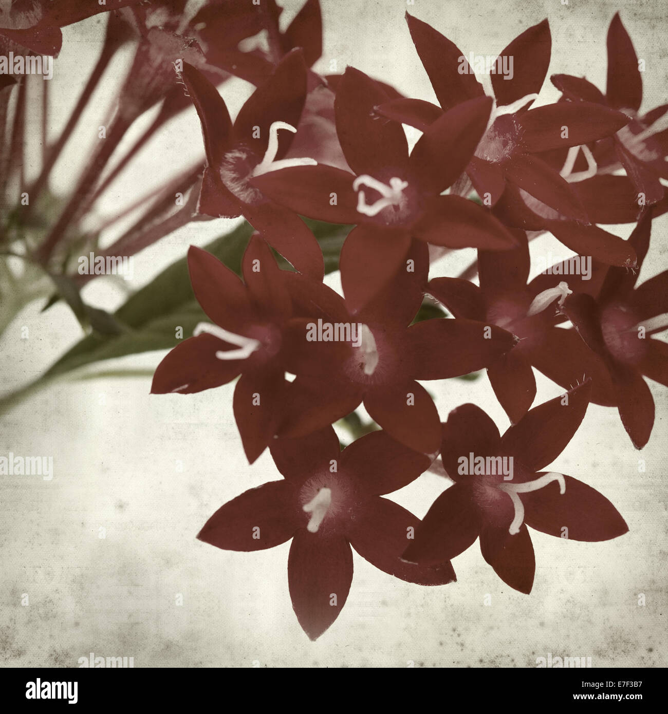 textured old paper background with pentas flowers Stock Photo - Alamy