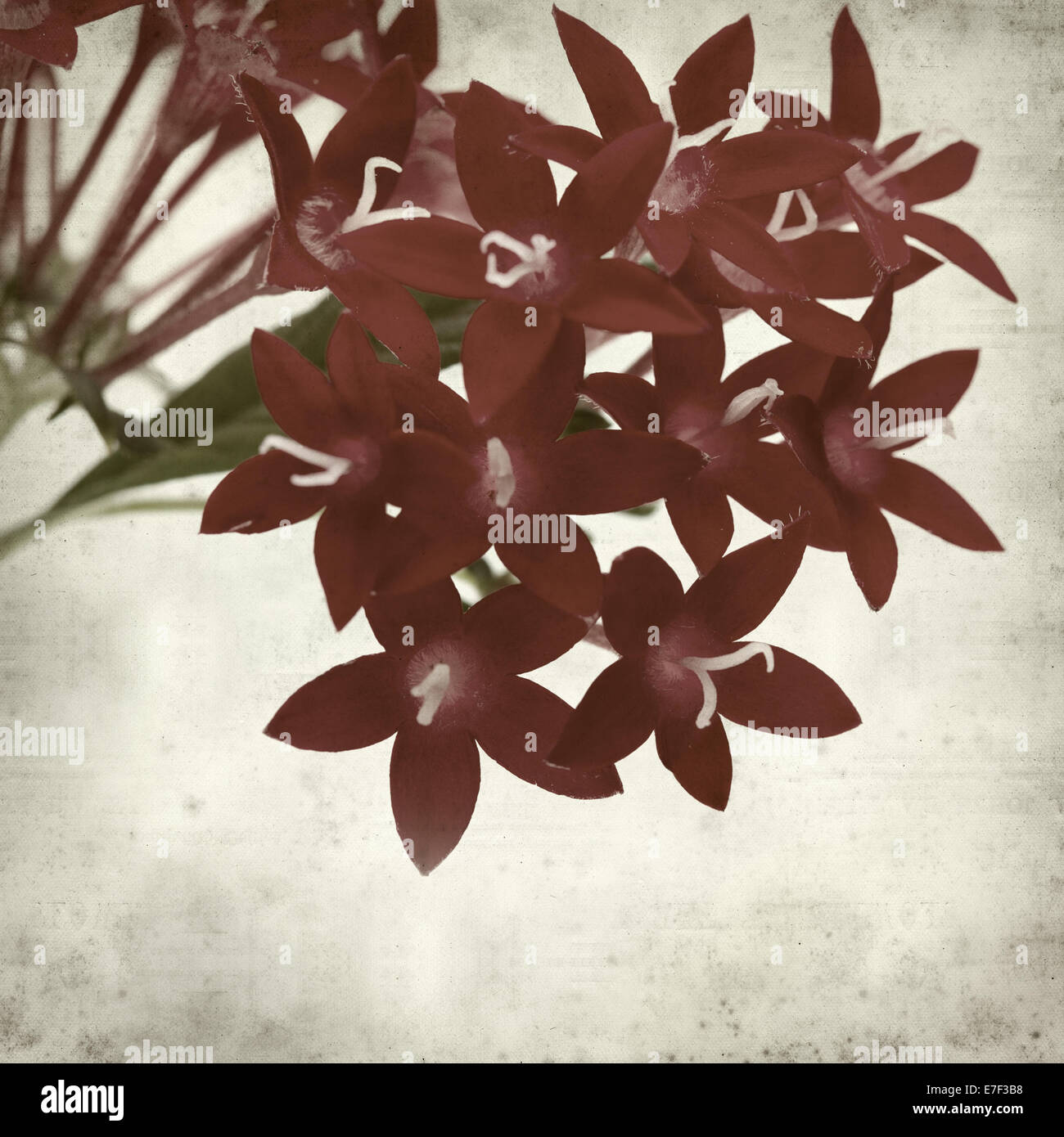 textured old paper background with pentas flowers Stock Photo - Alamy