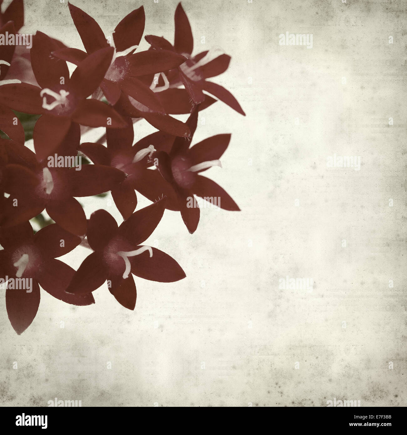 textured old paper background with pentas flowers Stock Photo - Alamy