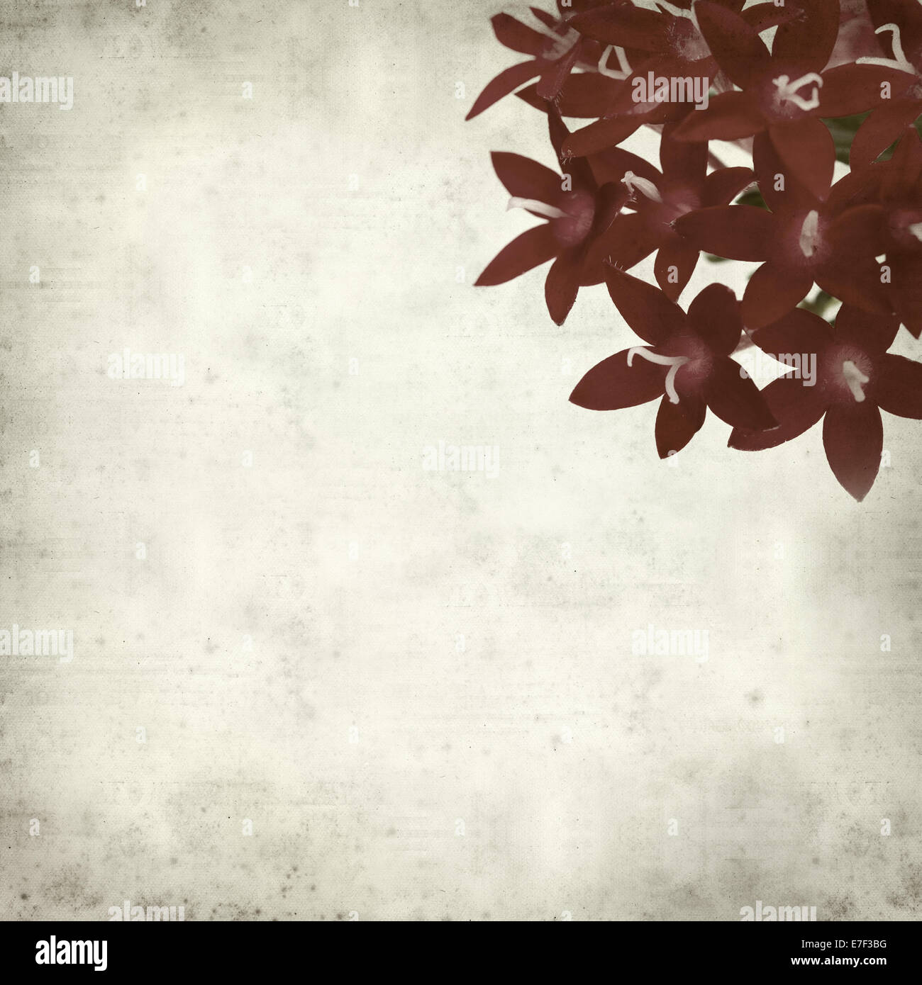textured old paper background with pentas flowers Stock Photo - Alamy