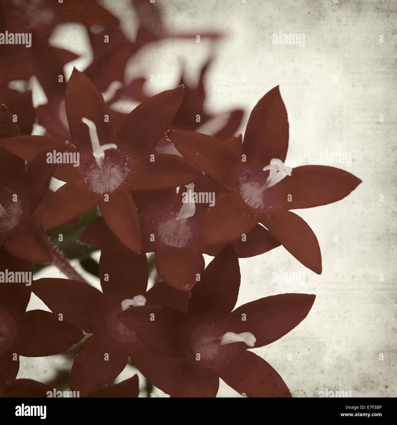 textured old paper background with pentas flowers Stock Photo - Alamy