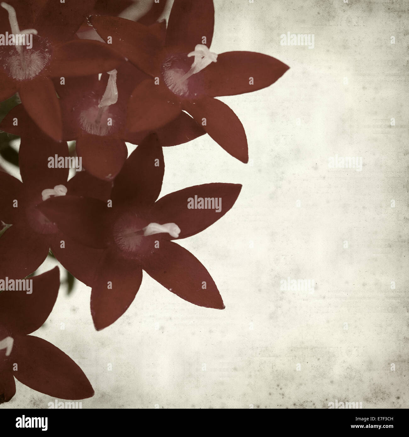 textured old paper background with pentas flowers Stock Photo - Alamy