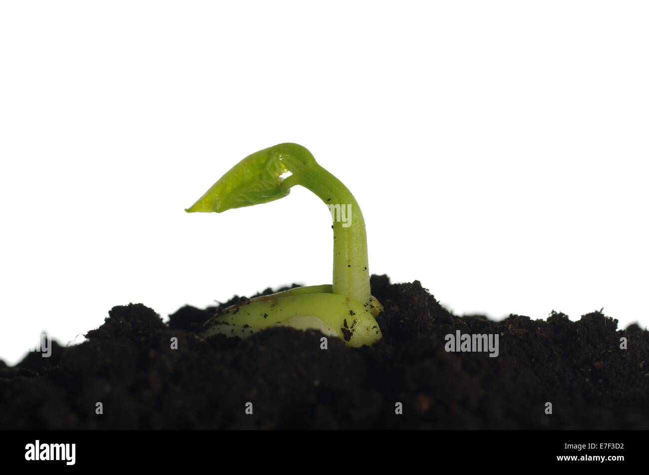 Germinating bean seed hi-res stock photography and images - Alamy