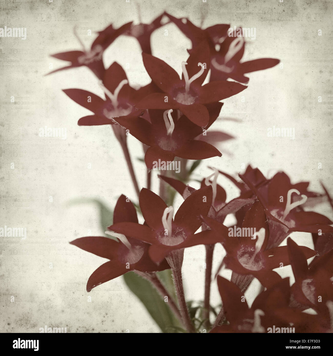textured old paper background with pentas flowers Stock Photo - Alamy