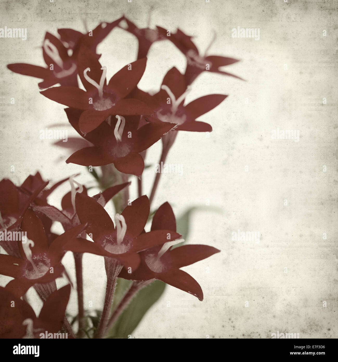 textured old paper background with pentas flowers Stock Photo - Alamy