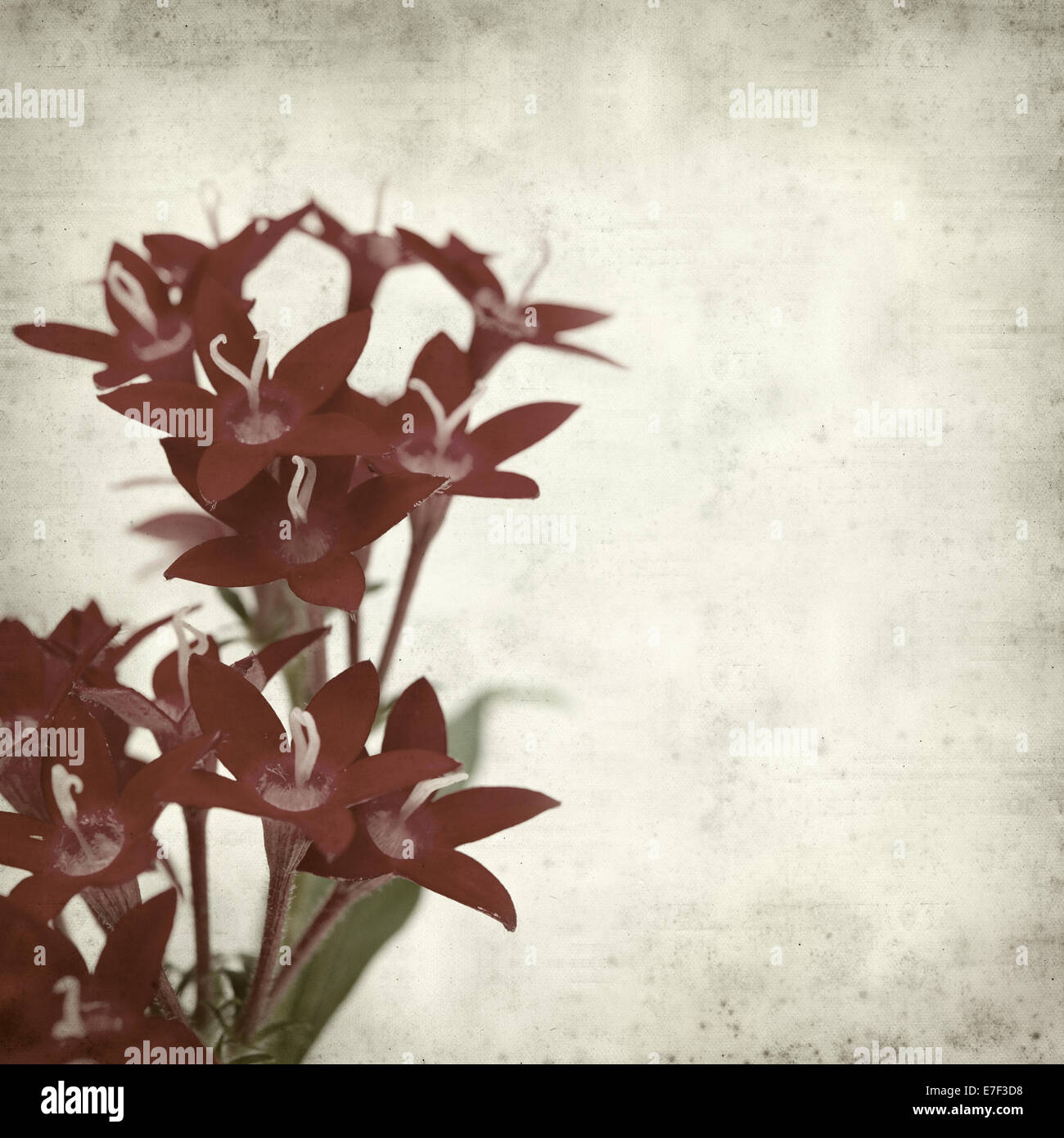 textured old paper background with pentas flowers Stock Photo - Alamy