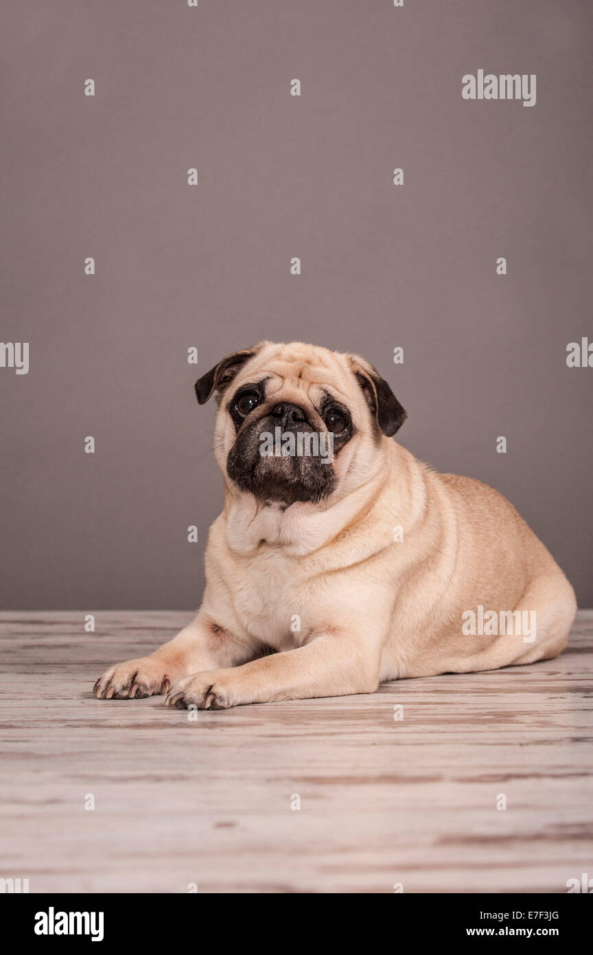 Lying beige Pug Stock Photo - Alamy