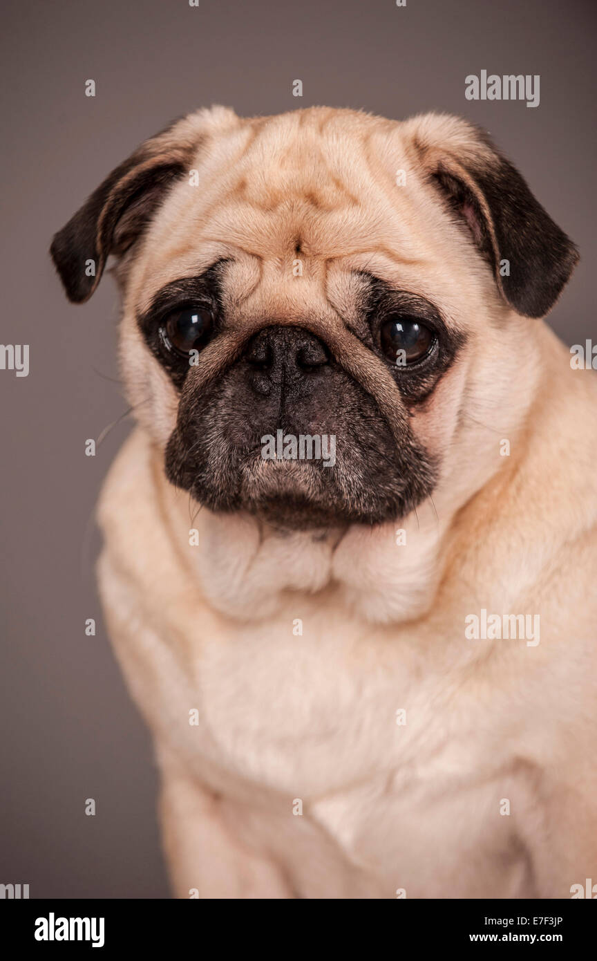 Portrait of a beige Pug Stock Photo - Alamy