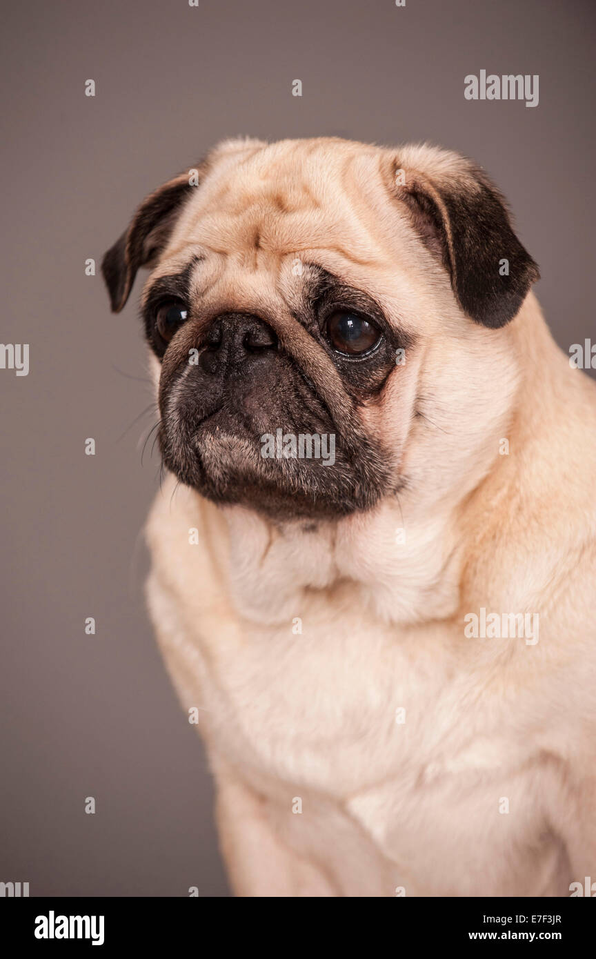 Portrait of a beige Pug Stock Photo - Alamy