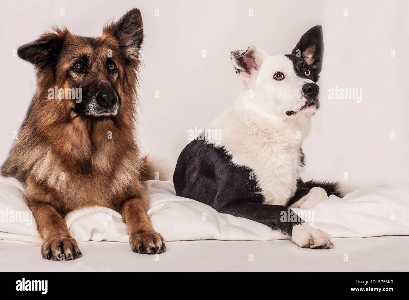 Are Border Collie And German Shepherd The Same Breed