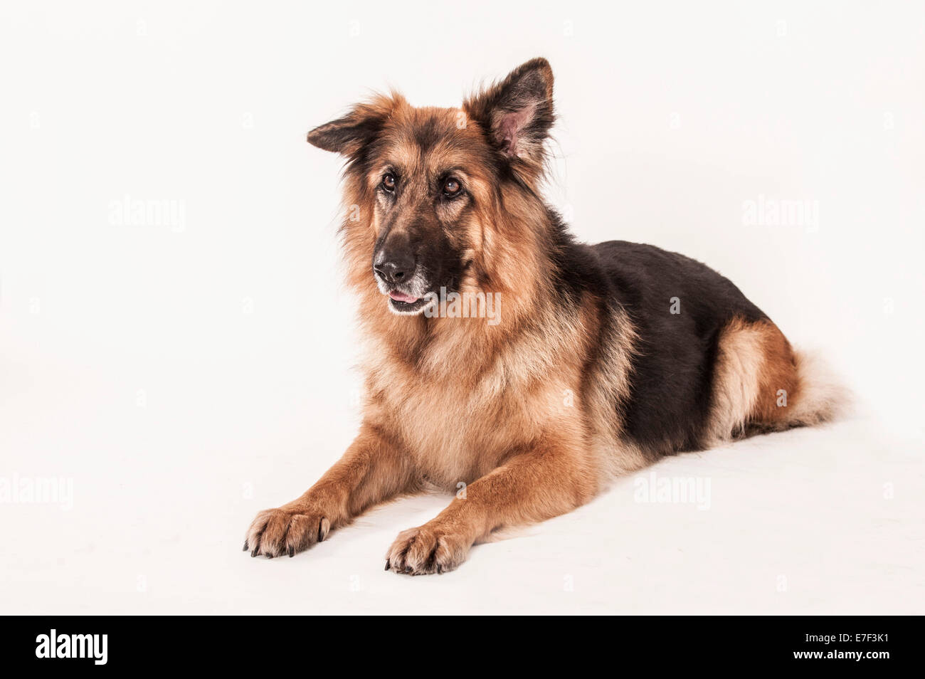 Old German Shepherd, lying Stock Photo - Alamy