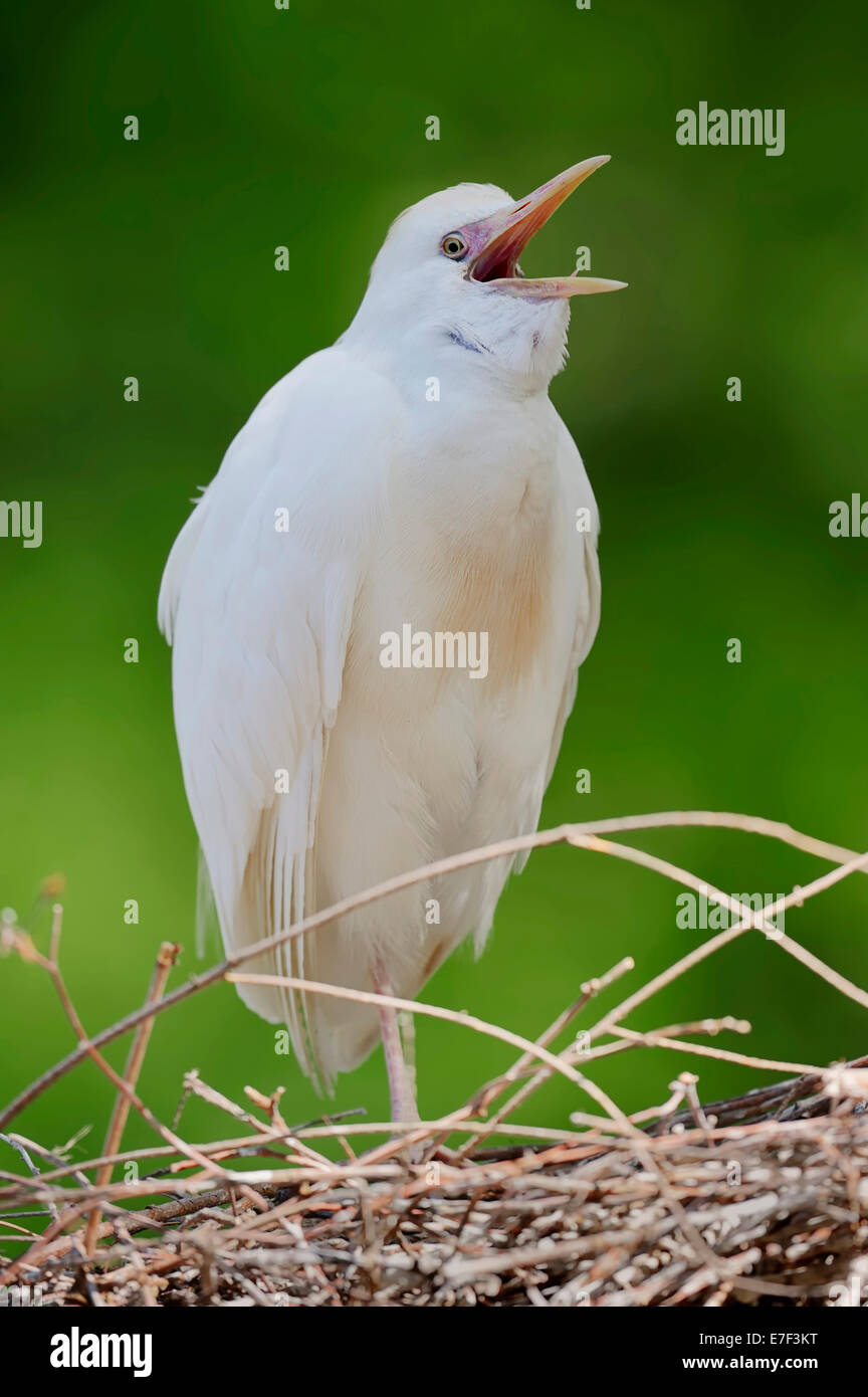 Adult cattle egret nesting hi-res stock photography and images - Alamy