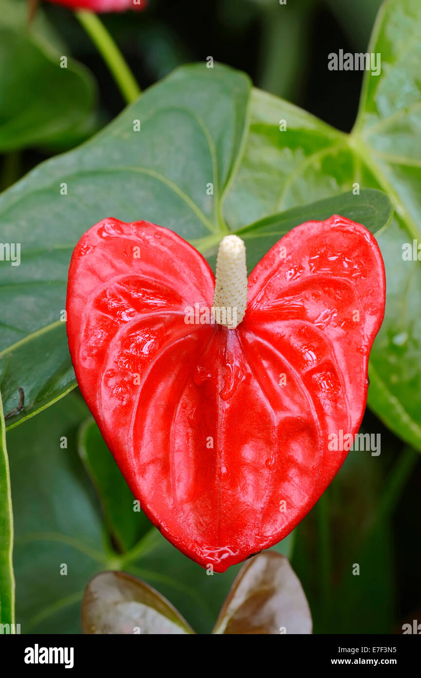Flamingo Lily, Flamingo Flower or Anthurium (Anthurium andreanum ...
