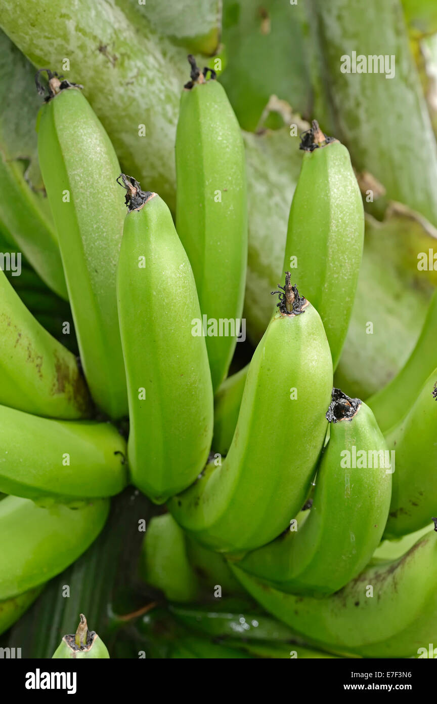 Banana tree, Bananas (Musa paradisiaca Stock Photo - Alamy