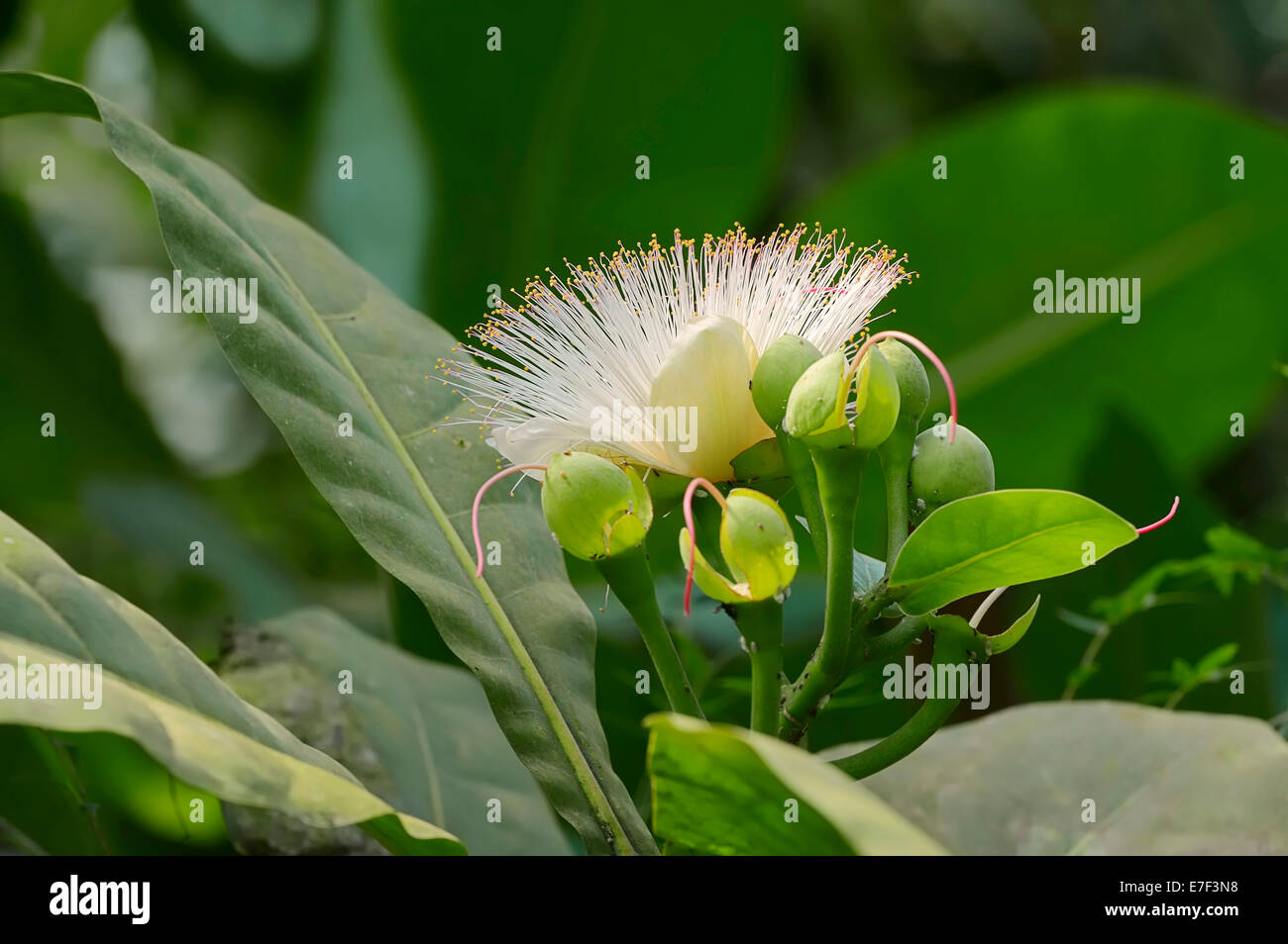 Sea Putat or Fish Poison Tree (Barringtonia asiatica), flower, leaf ...