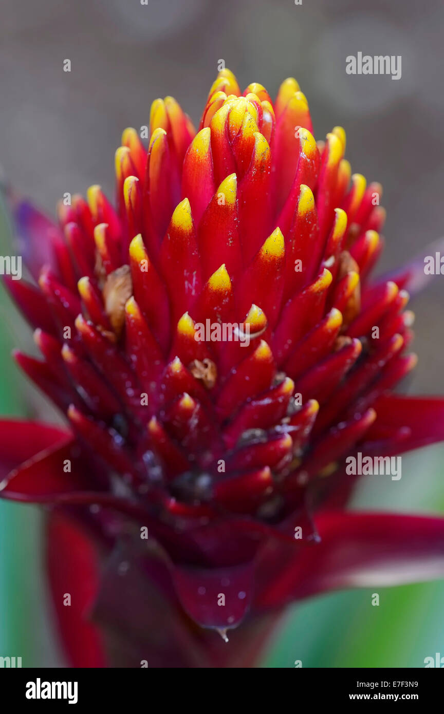 Guzmania (Guzmania conifera), bromeliad, flower, native to South ...