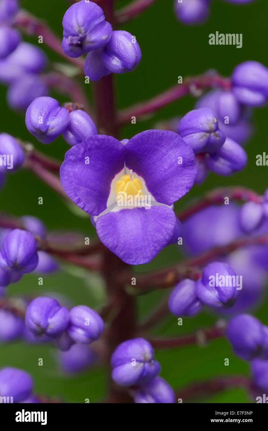 Flowering Bamboo or Blue Ginger (Dichorisandra thyrsiflora), flower ...