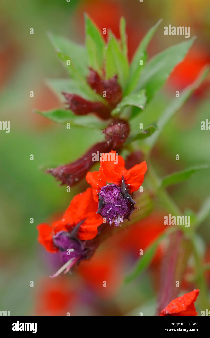 Bat Face Cuphea, Tiny Mice (Cuphea llavea 'Tiny Mice'), flowers, native ...