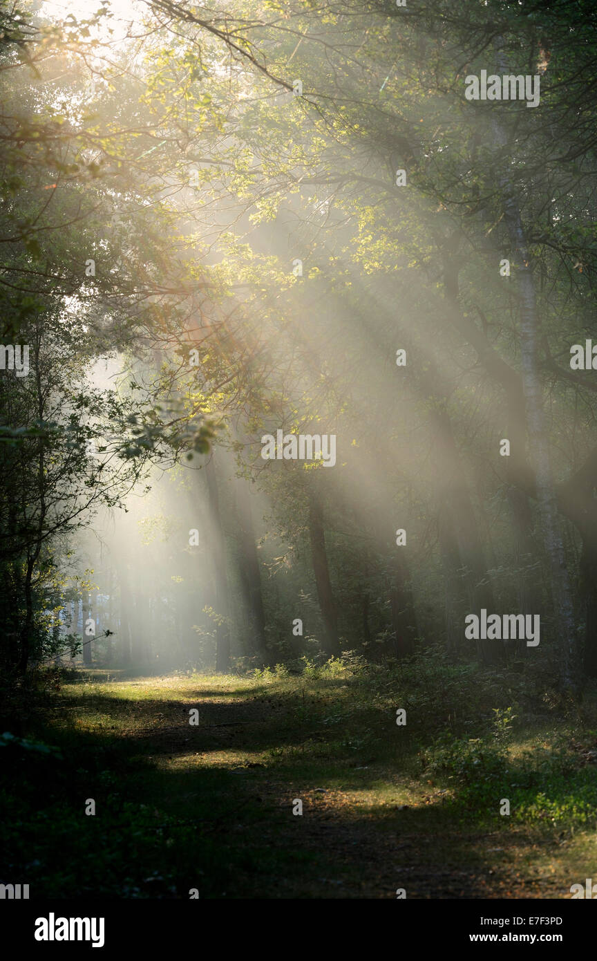 Sun rays in the morning mist in mixed forest, Gelderland, Netherlands ...