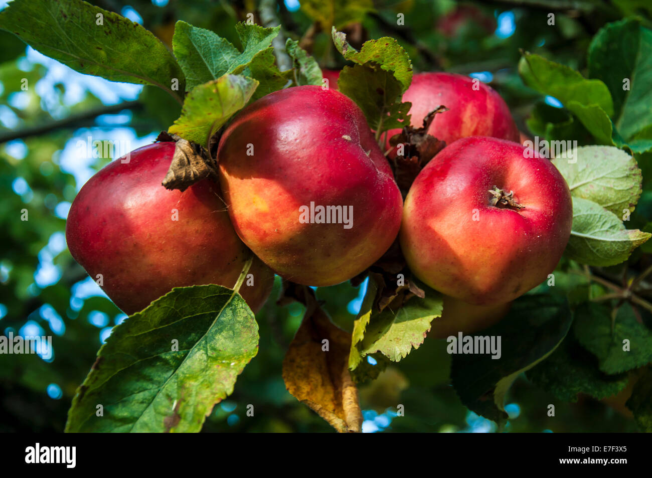 Time of the plenty: Red apples on the tree Stock Photo - Alamy