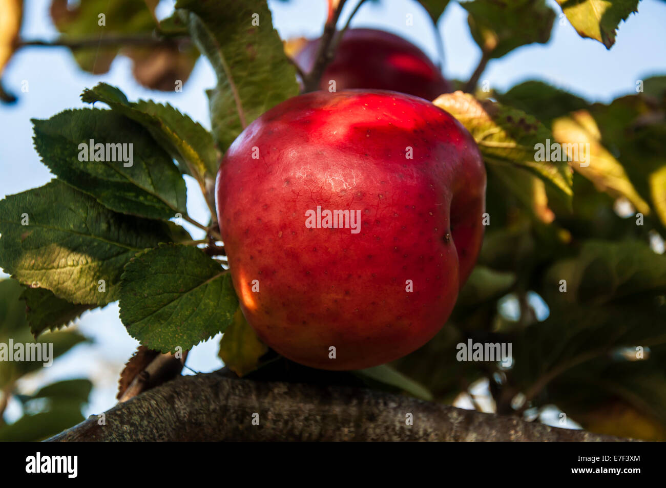 Irish apples hi-res stock photography and images - Alamy