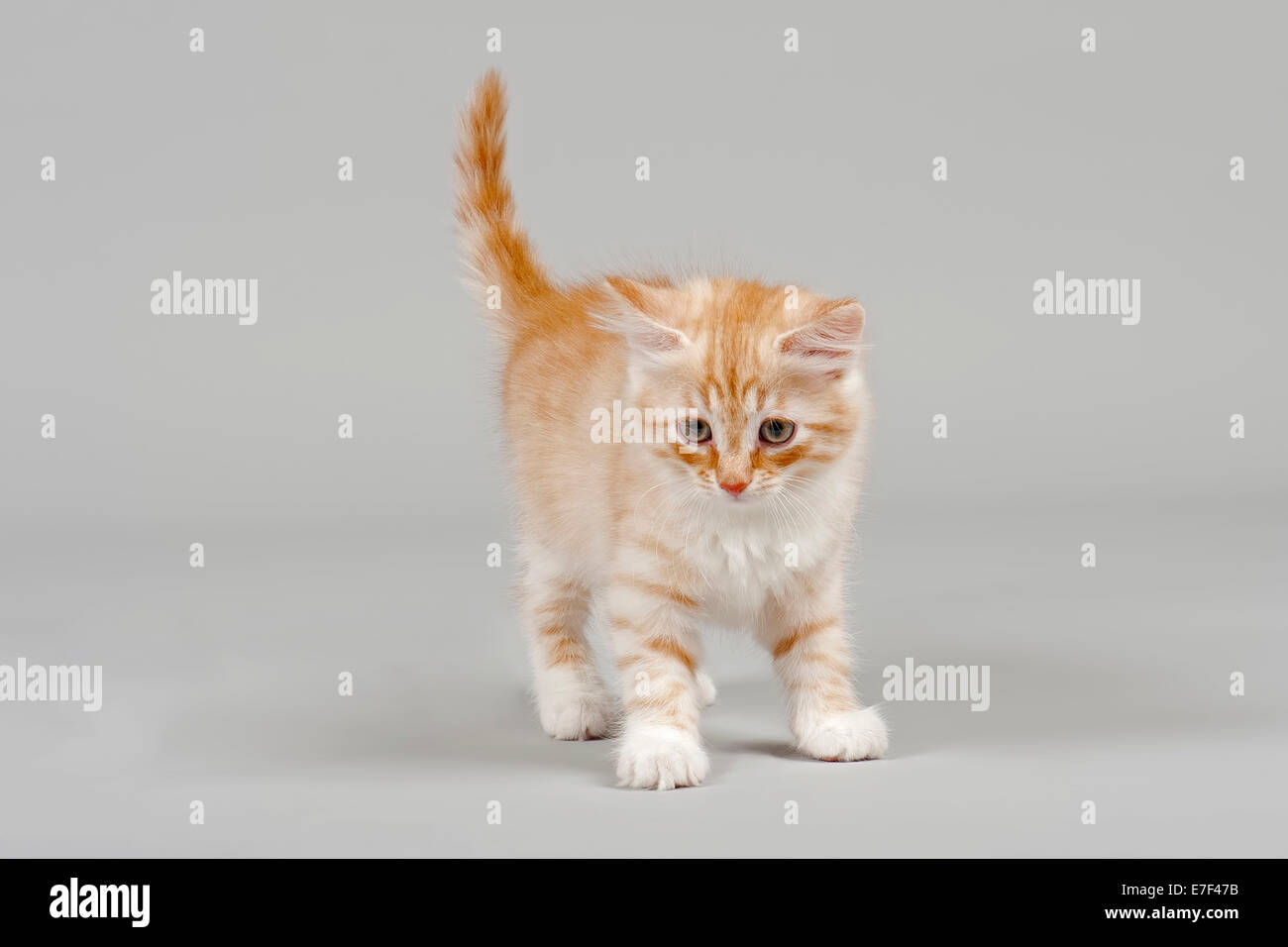 Siberian Cat, kitten, 7 weeks Stock Photo - Alamy