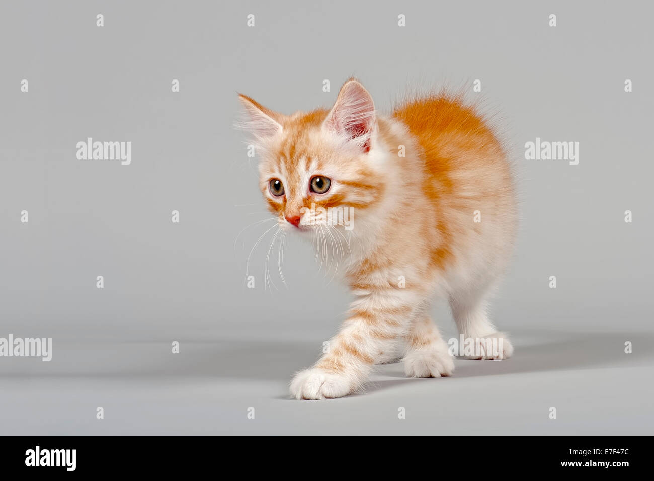 Siberian Cat, kitten, 7 weeks Stock Photo - Alamy