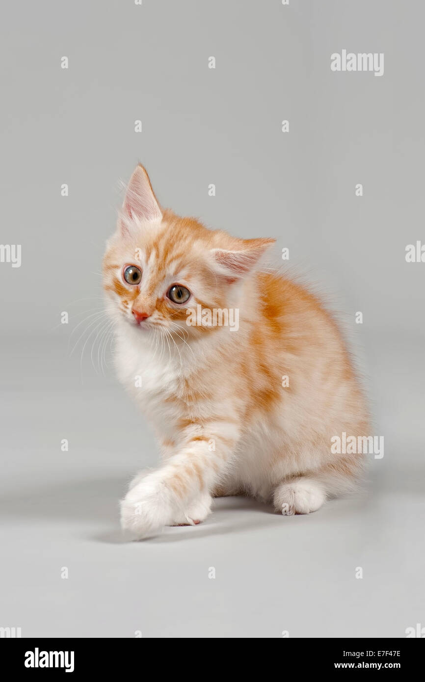 Siberian Cat, kitten, 7 weeks Stock Photo - Alamy