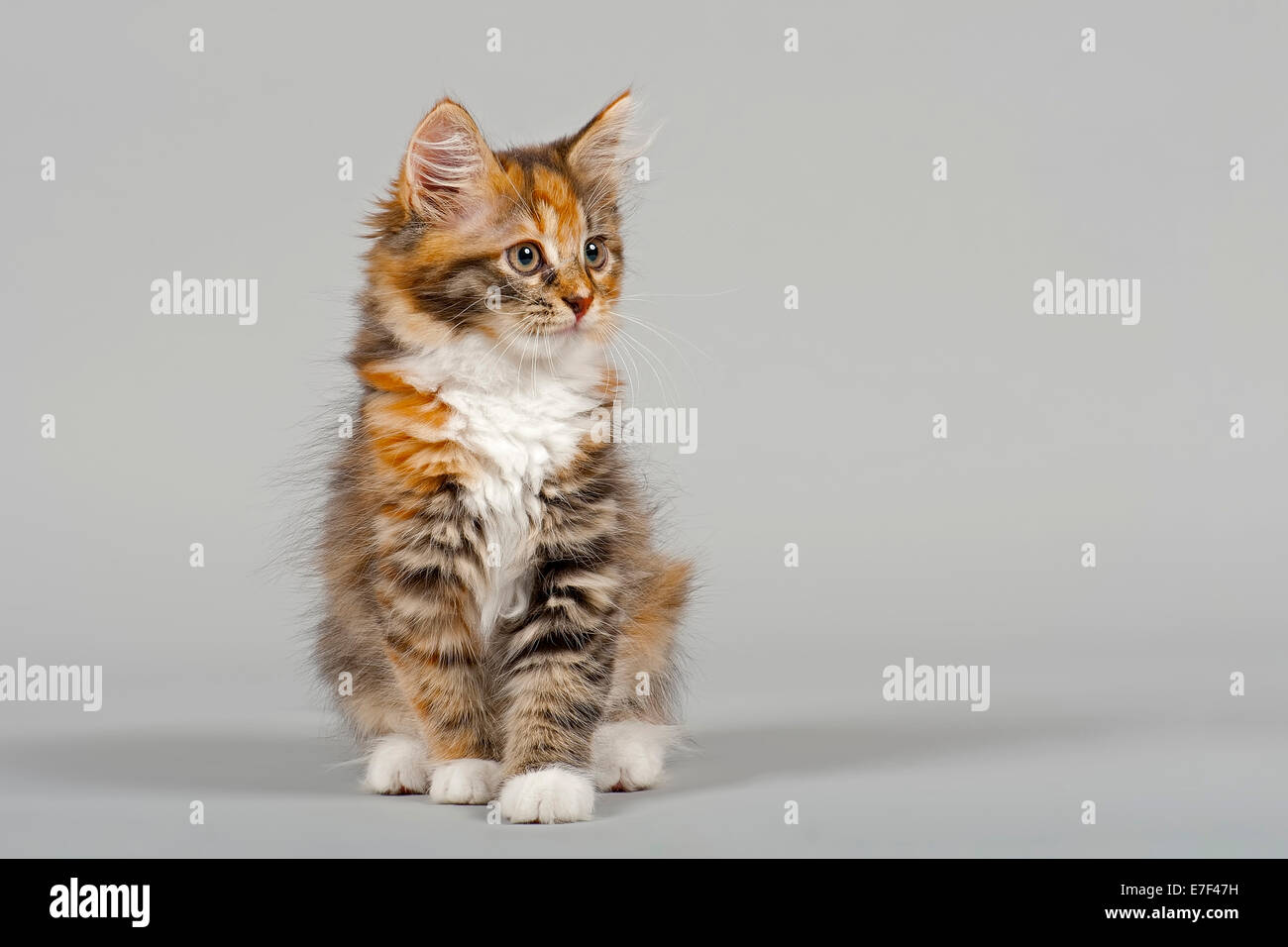 Siberian Cat, kitten, 7 weeks Stock Photo - Alamy