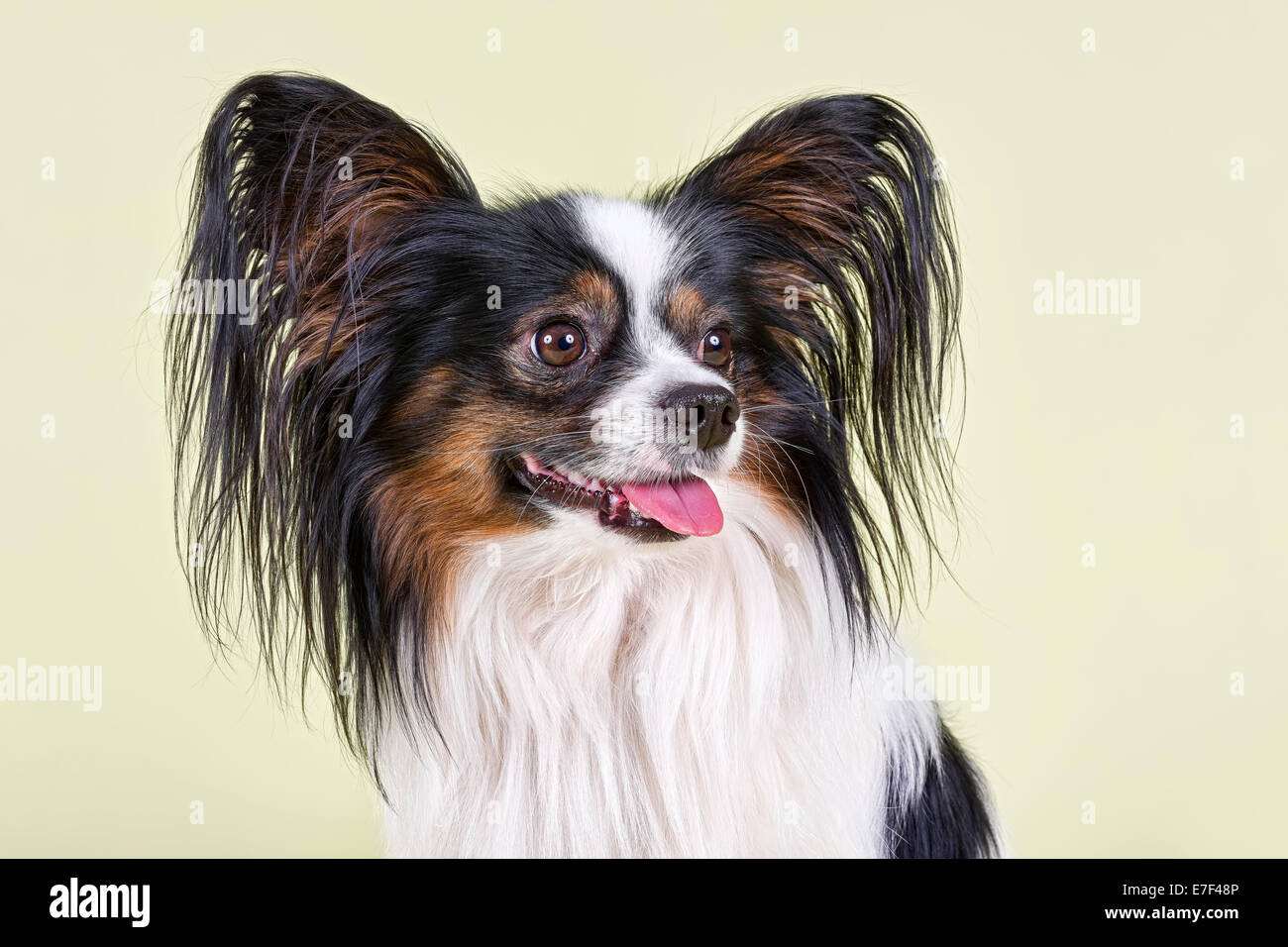 Papillon dog, 4 years, tricolor Stock Photo - Alamy