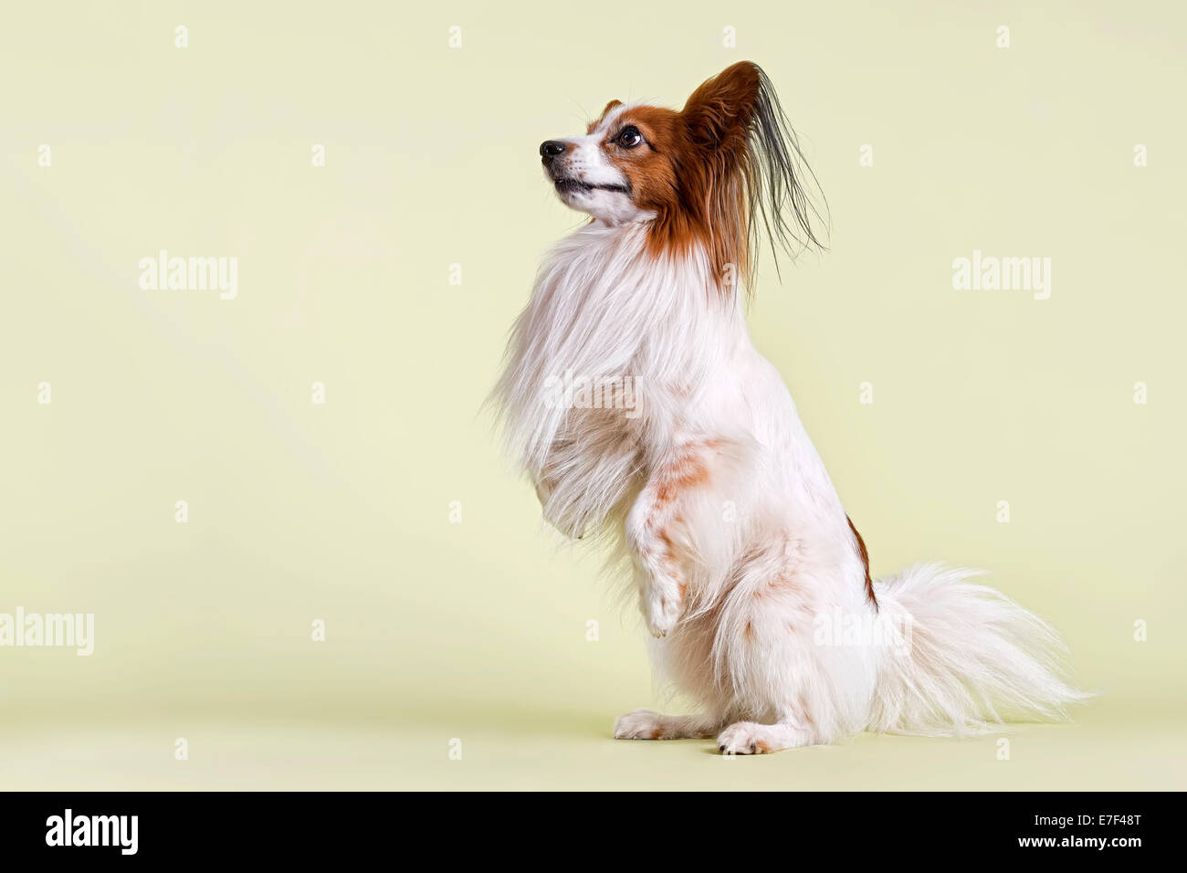 Papillon dog, 7 years, color white sable, sitting on hind legs Stock ...