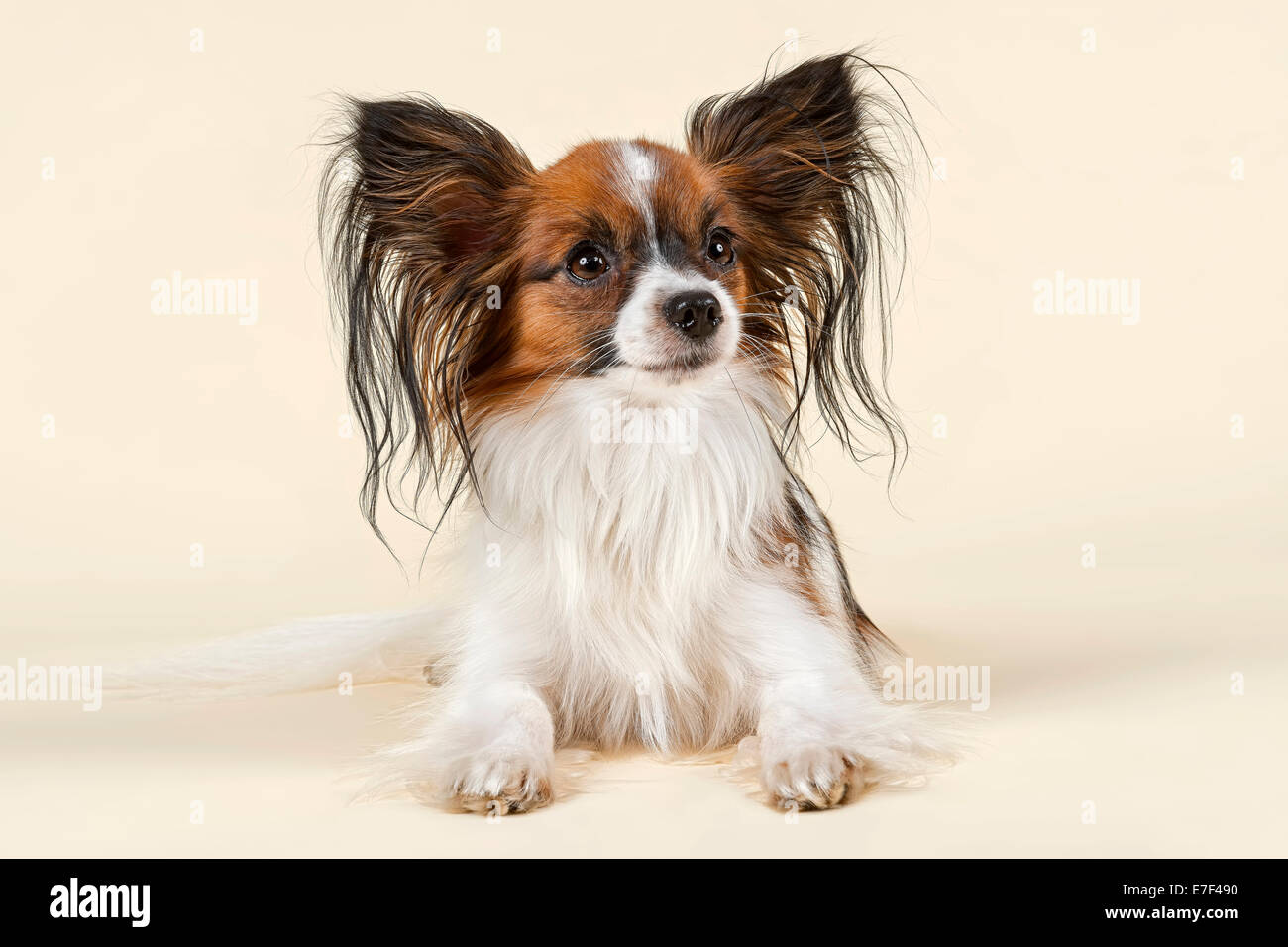 Sable color hi-res stock photography and images - Alamy