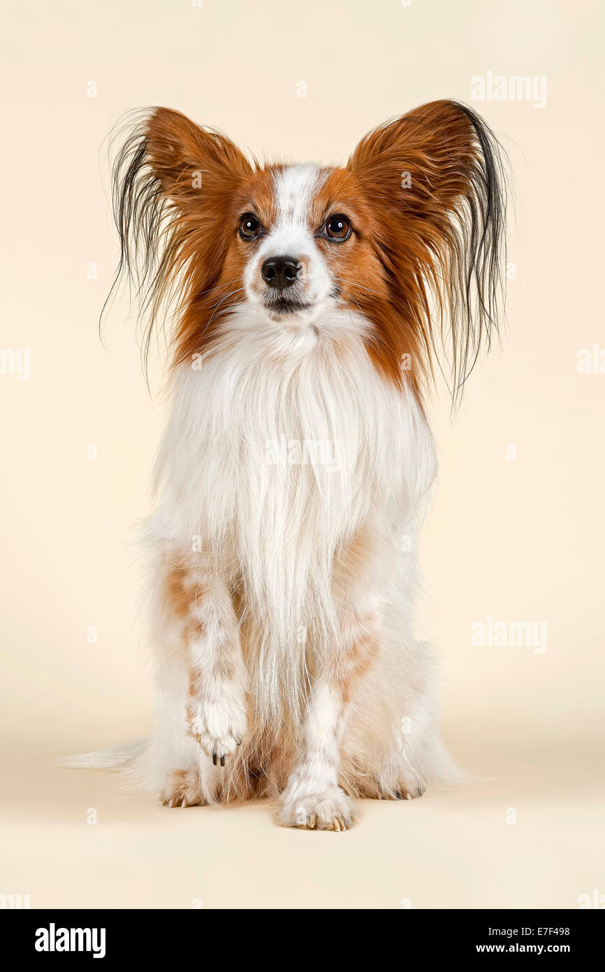 Papillon dog, 7 years, color White Sable Stock Photo - Alamy