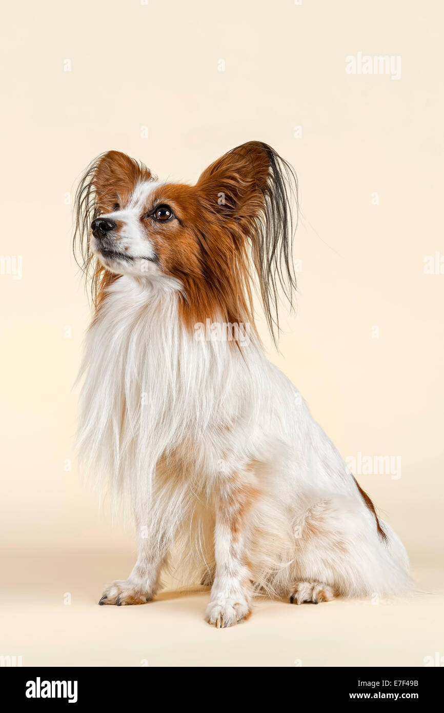 Dog breeds papillon hi-res stock photography and images - Alamy