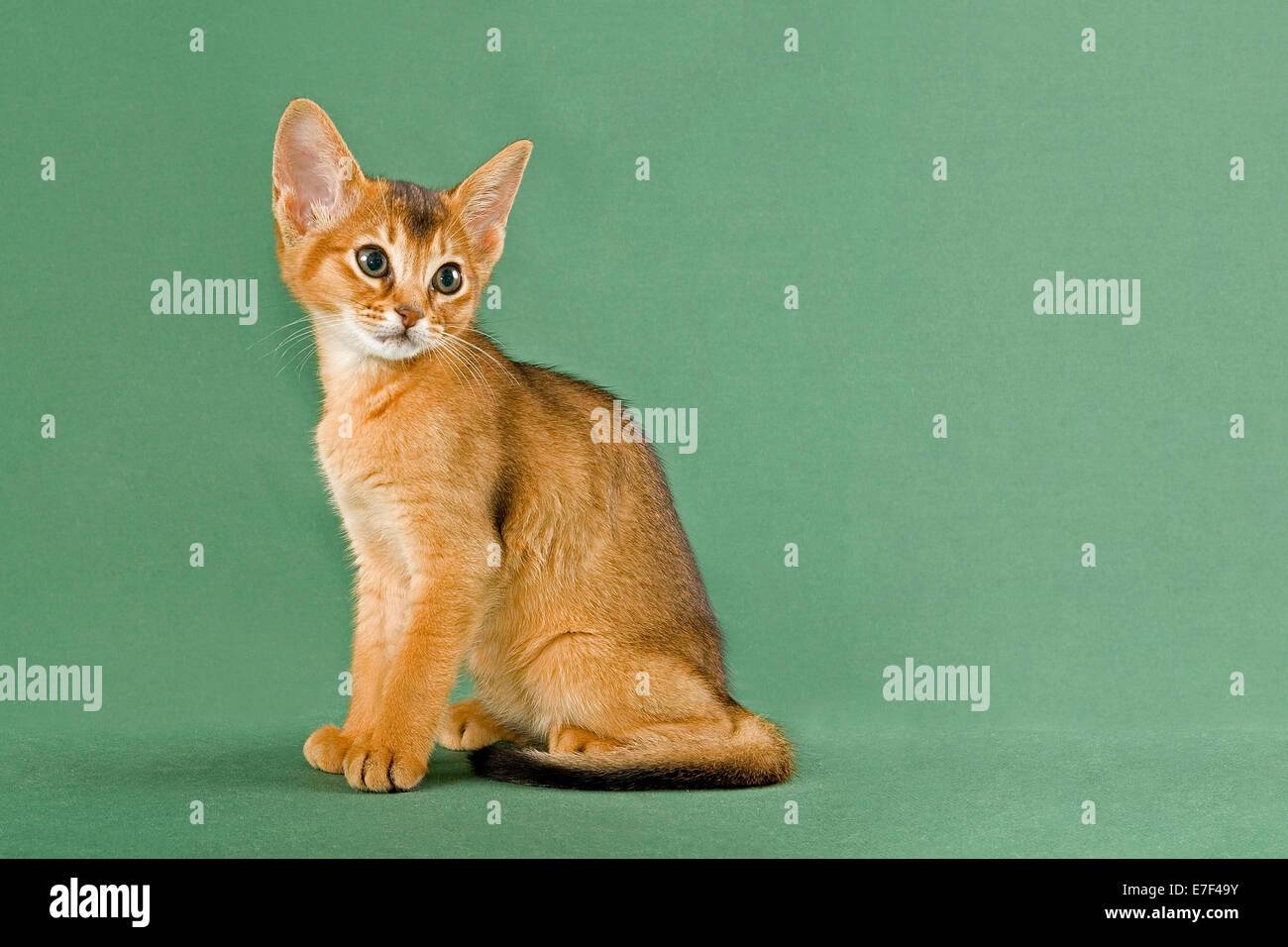 Ruddy abyssinian hi-res stock photography and images - Alamy