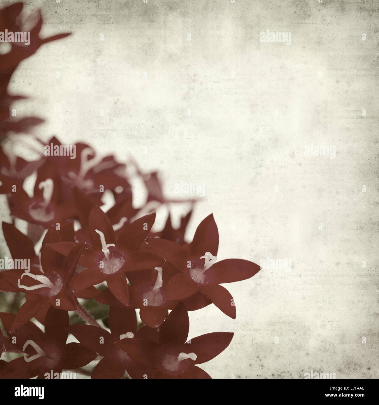 textured old paper background with pentas flowers Stock Photo - Alamy
