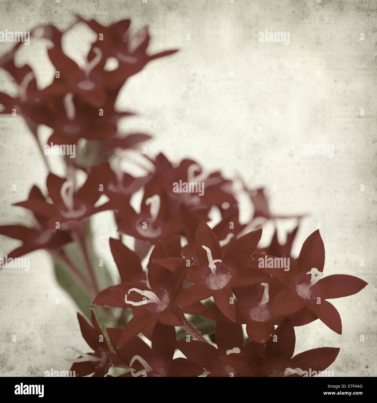 textured old paper background with pentas flowers Stock Photo - Alamy