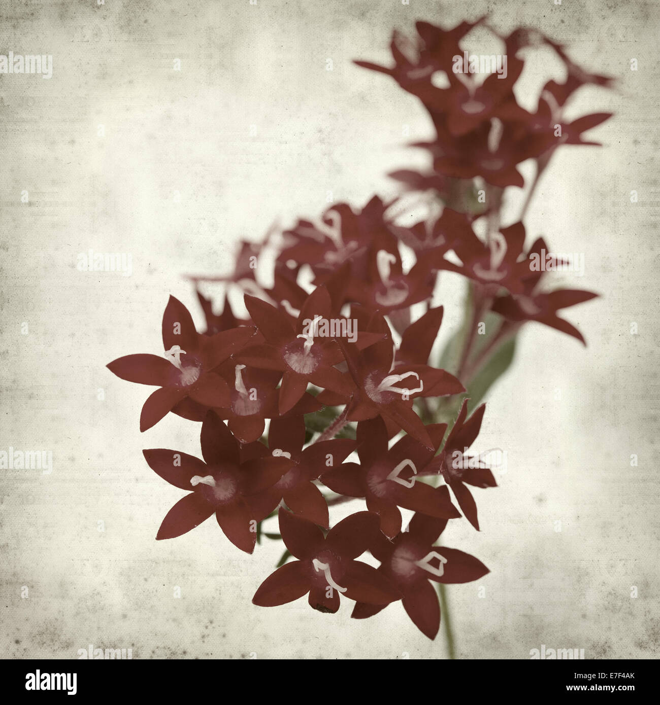 textured old paper background with pentas flowers Stock Photo - Alamy