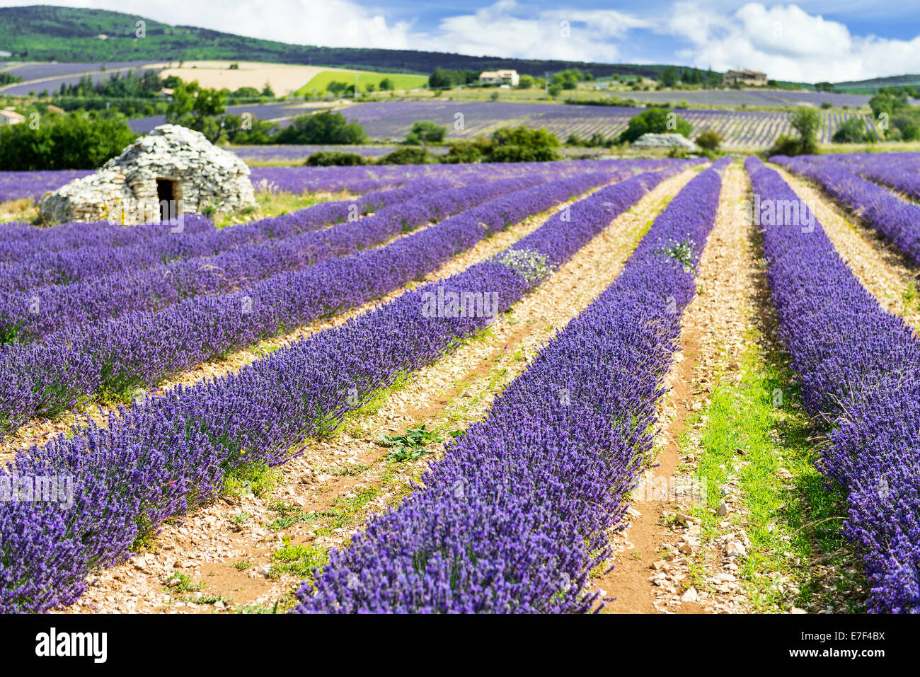 Summer in provence hi-res stock photography and images - Alamy